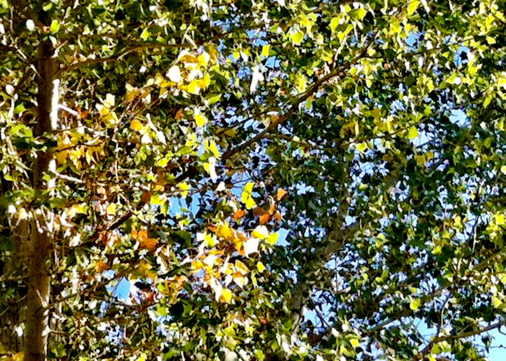 Independence Begins To Glow – California Fall Color