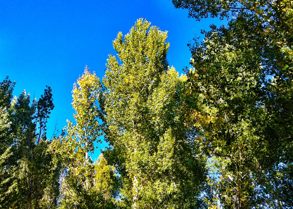 Independence Begins To Glow – California Fall Color