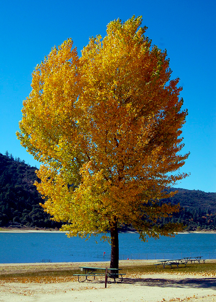 Veteran’s Day Glory at Lake Hemet – California Fall Color