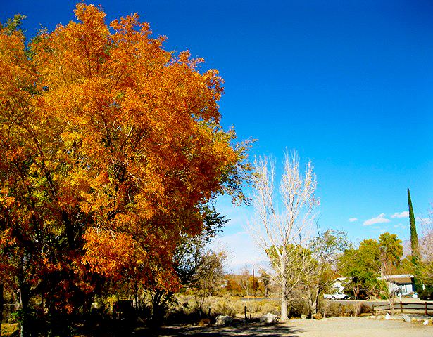 One Last Flash – California Fall Color