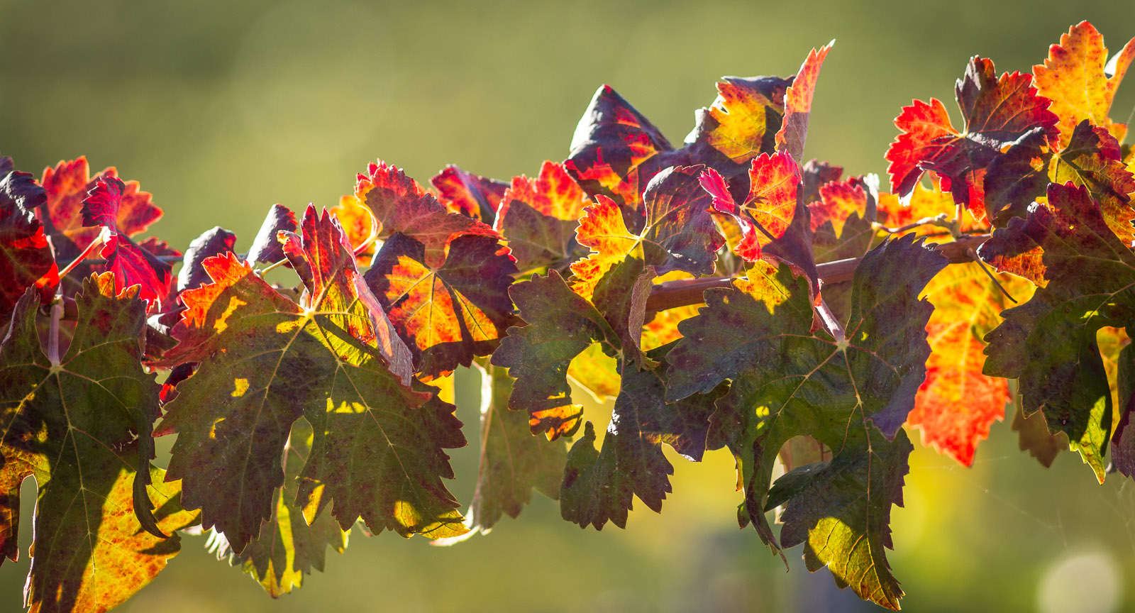 Temecula/Mt. Laguna/Lake Hemet – Vintage Color – California Fall Color