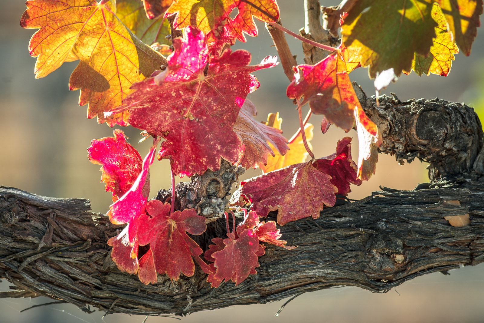 California Fall Color – Dude, autumn happens here too.