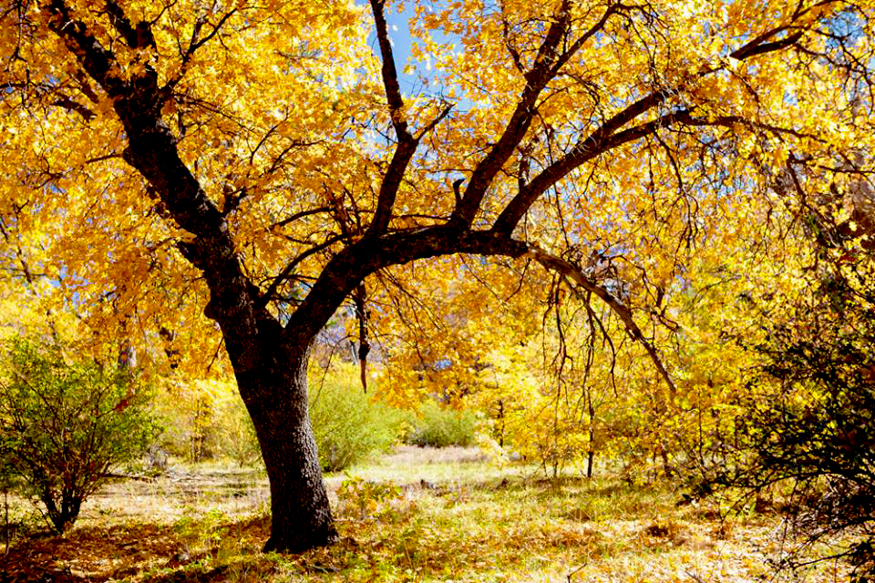 Temecula/Mt. Laguna/Lake Hemet – Vintage Color – California Fall Color