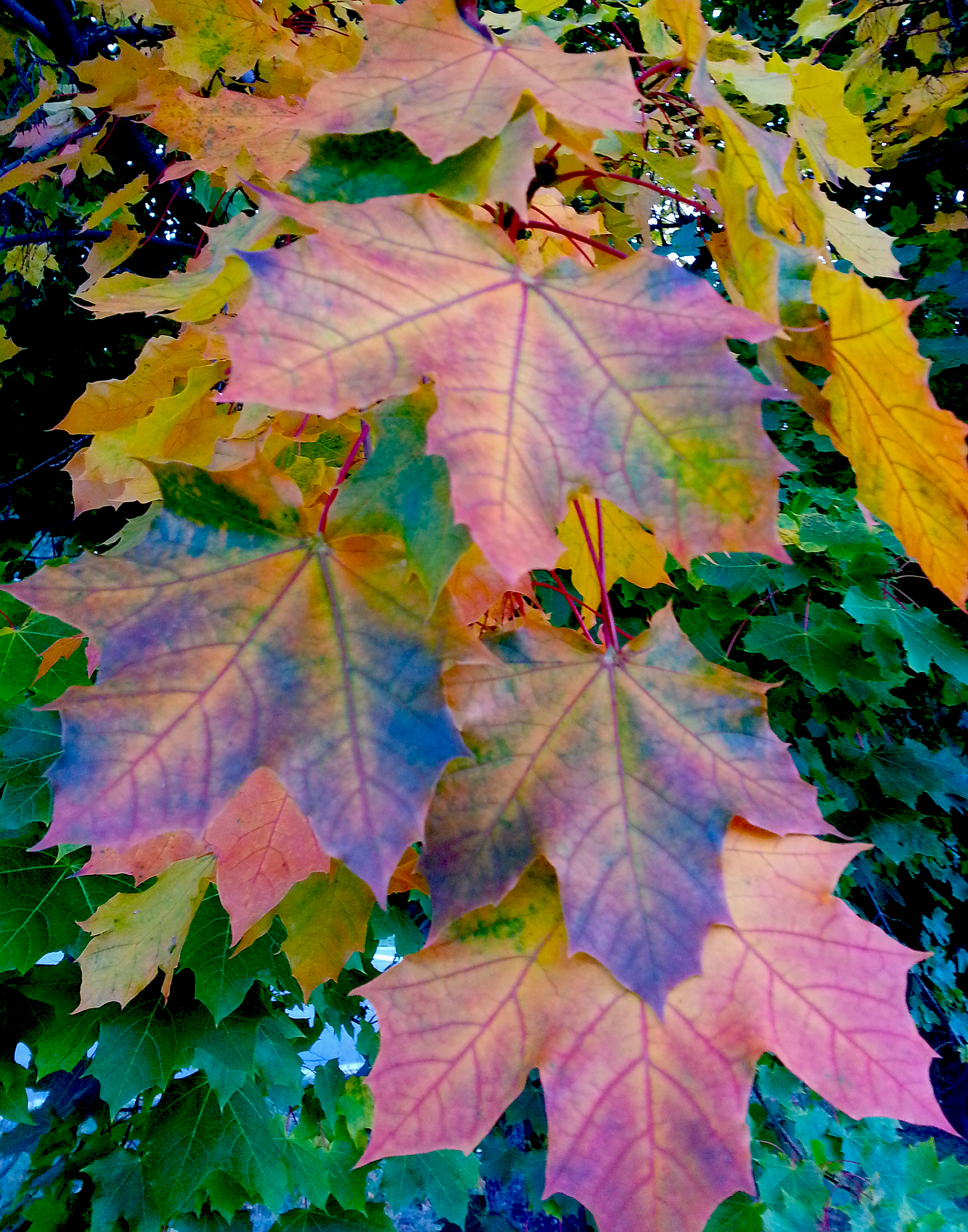 SC Red Maple California Fall Color