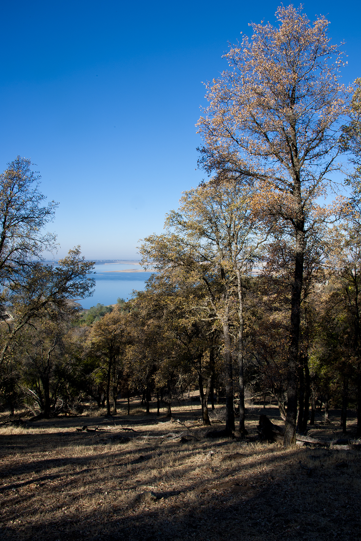 How Do It Know!? – California Fall Color