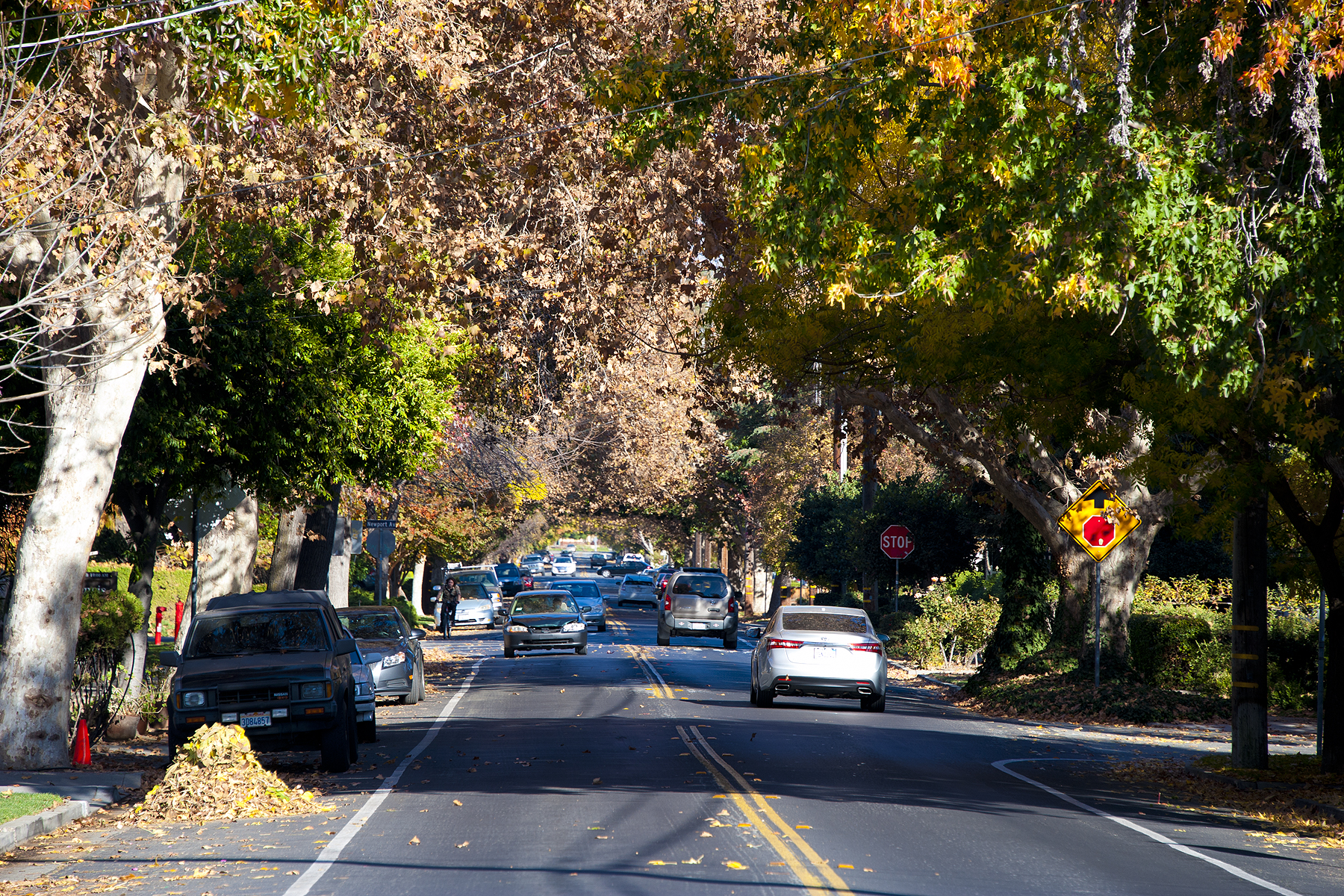 California’s Urban Forests are – in a word – “Glorious” – California ...