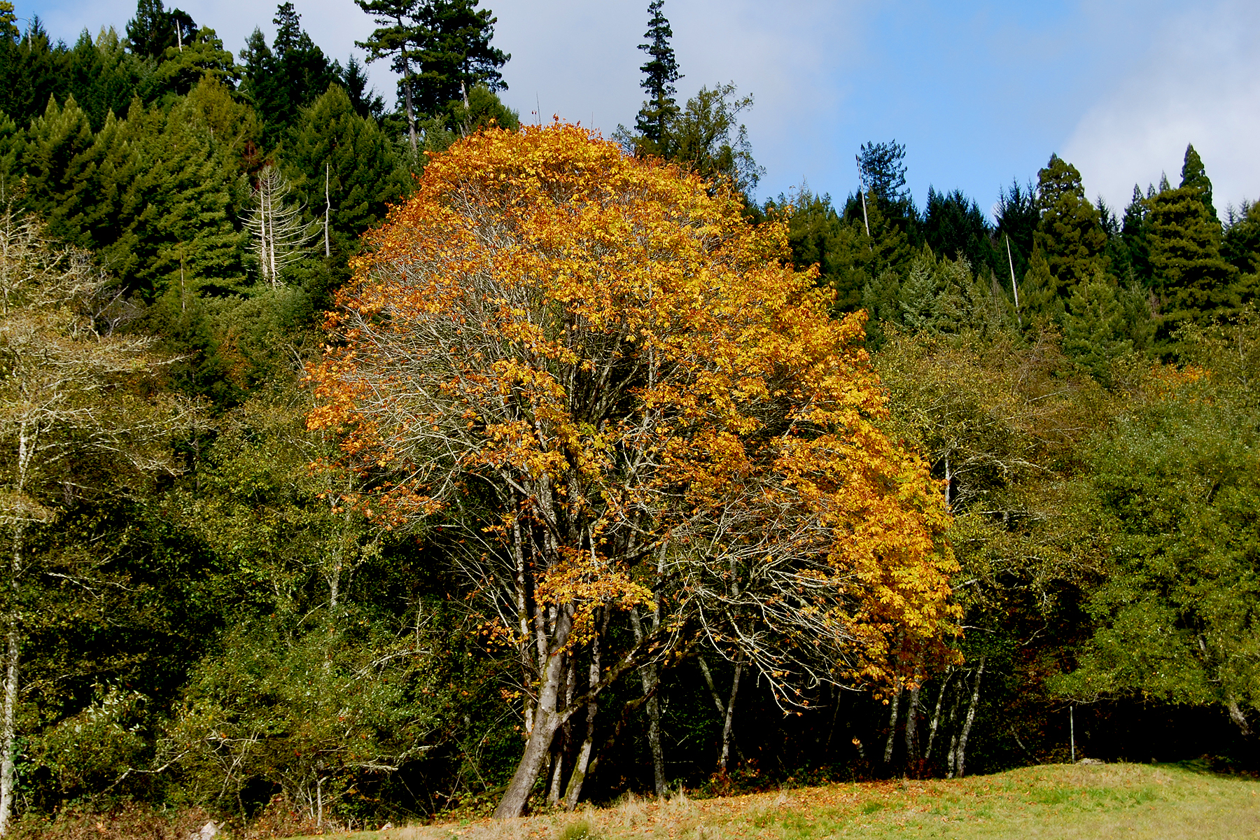 Redwood Nat’l & State Parks – Final Weekend of Peak – California Fall Color