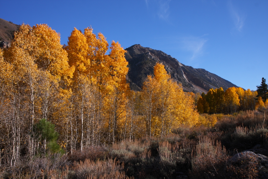 Aspendell: Color Survivor – California Fall Color