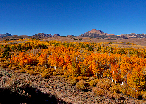 Wind, Wind Go Away! – California Fall Color
