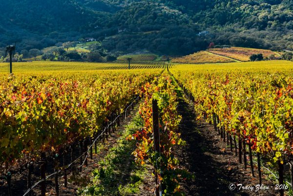 Napa Valley: A Blend of Spring and Fall – California Fall Color