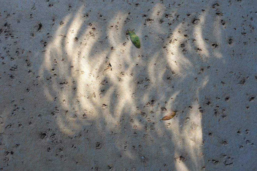 Solar Eclipse – Leaves As Pinhole Lenses – California Fall Color
