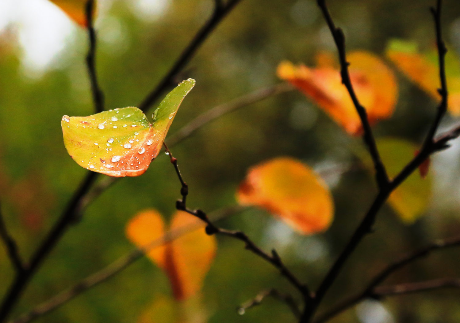 East/West Redbud Debate – California Fall Color
