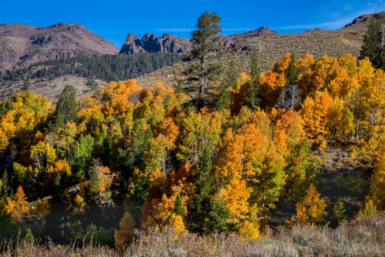 Patchy, Gorgeous Sonora Pass – California Fall Color
