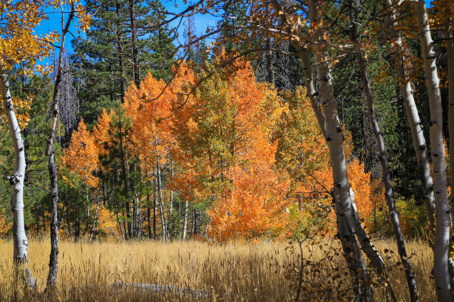 Sugar Shack – California Fall Color