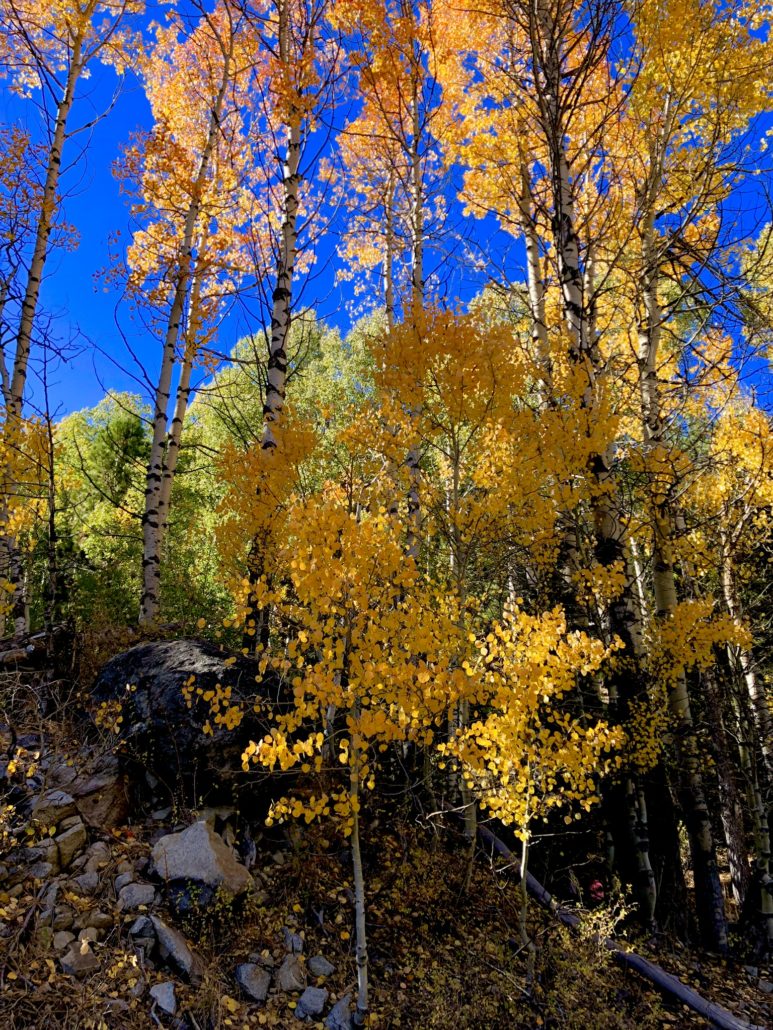 The Threaded Foliage Sigh. – California Fall Color