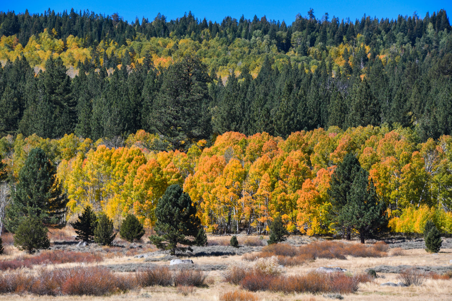 Carson Pass and Hope Valley – California Fall Color