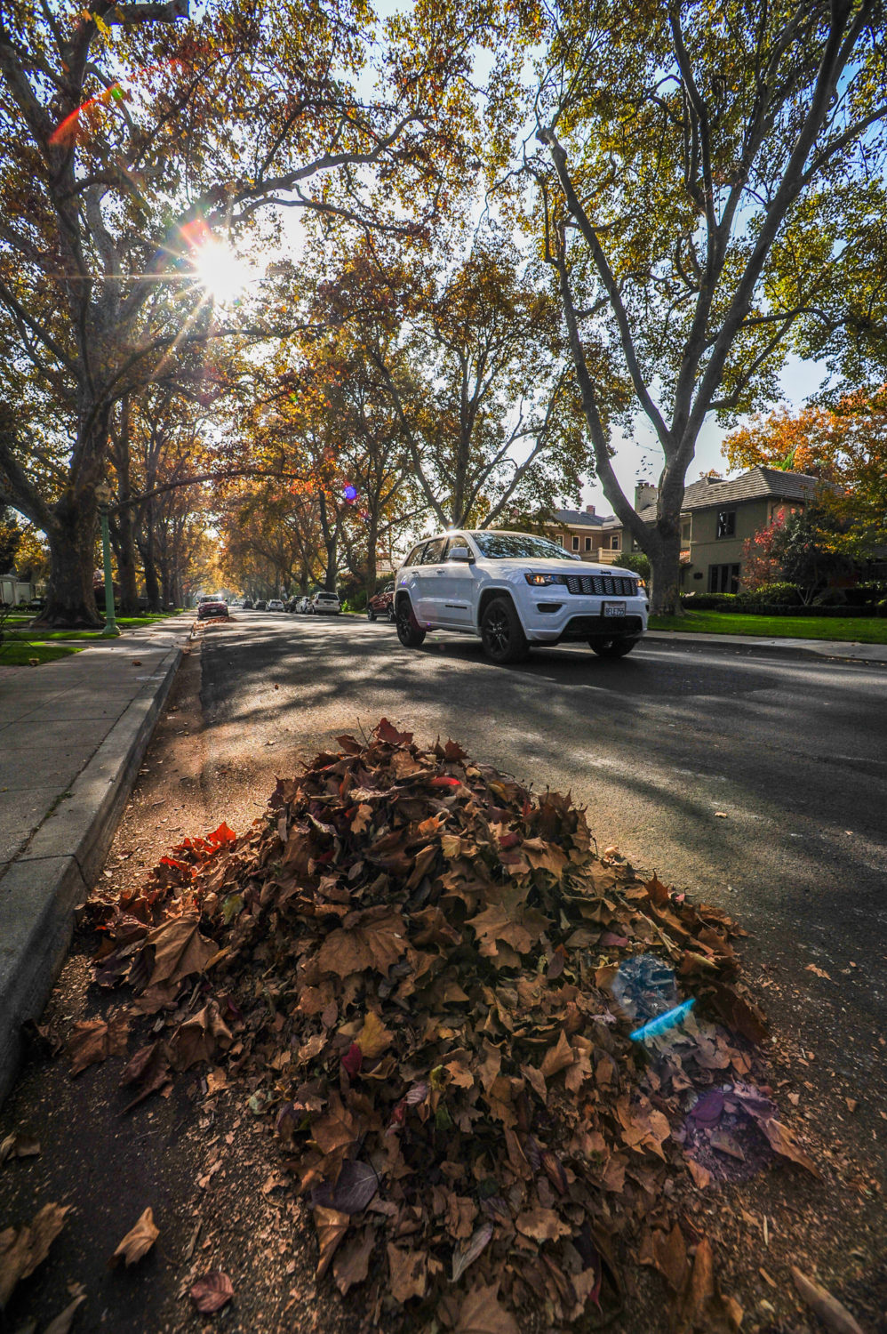 Sacramento’s Last Leaves – California Fall Color