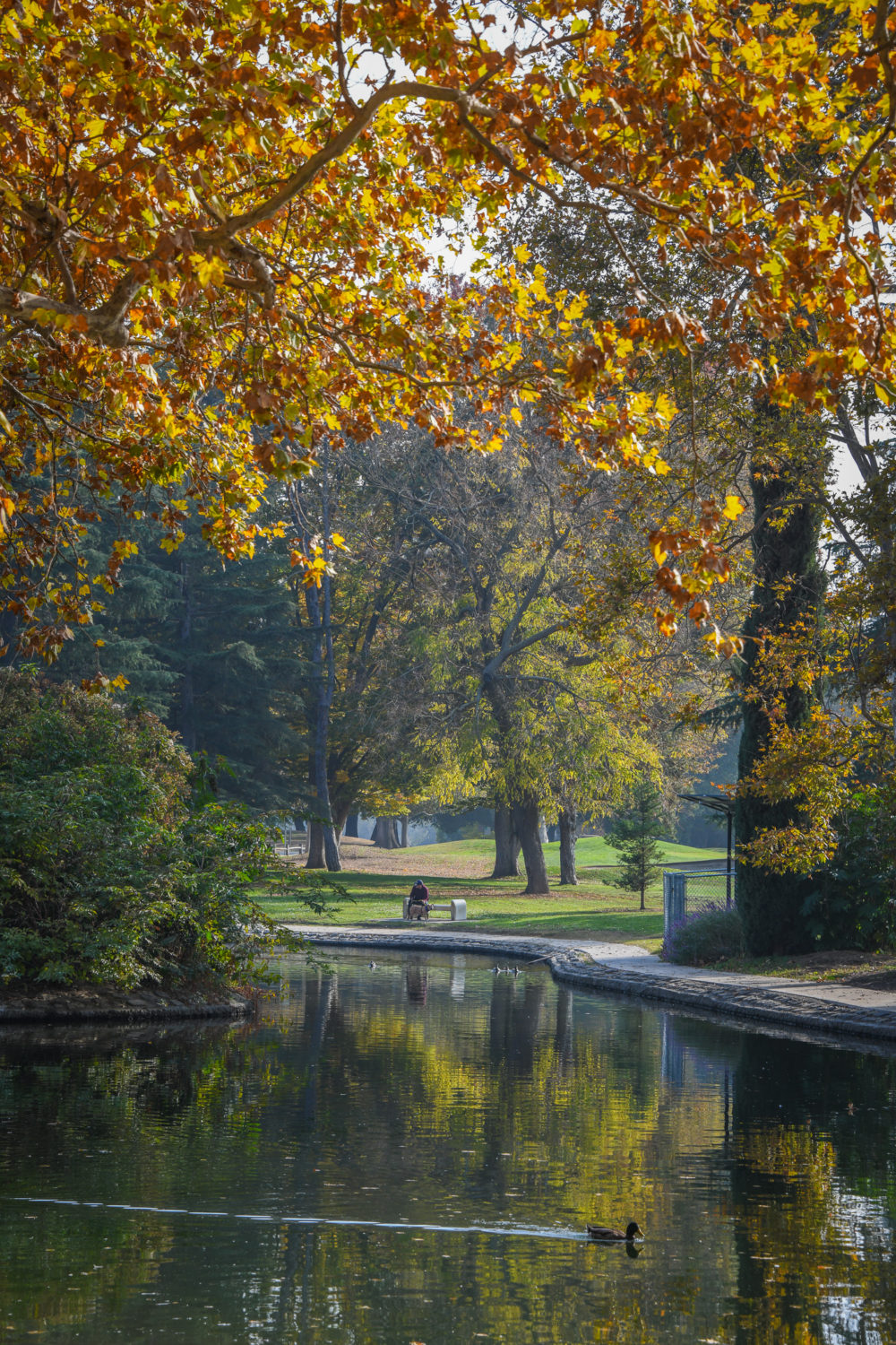Sacramento’s Last Leaves – California Fall Color