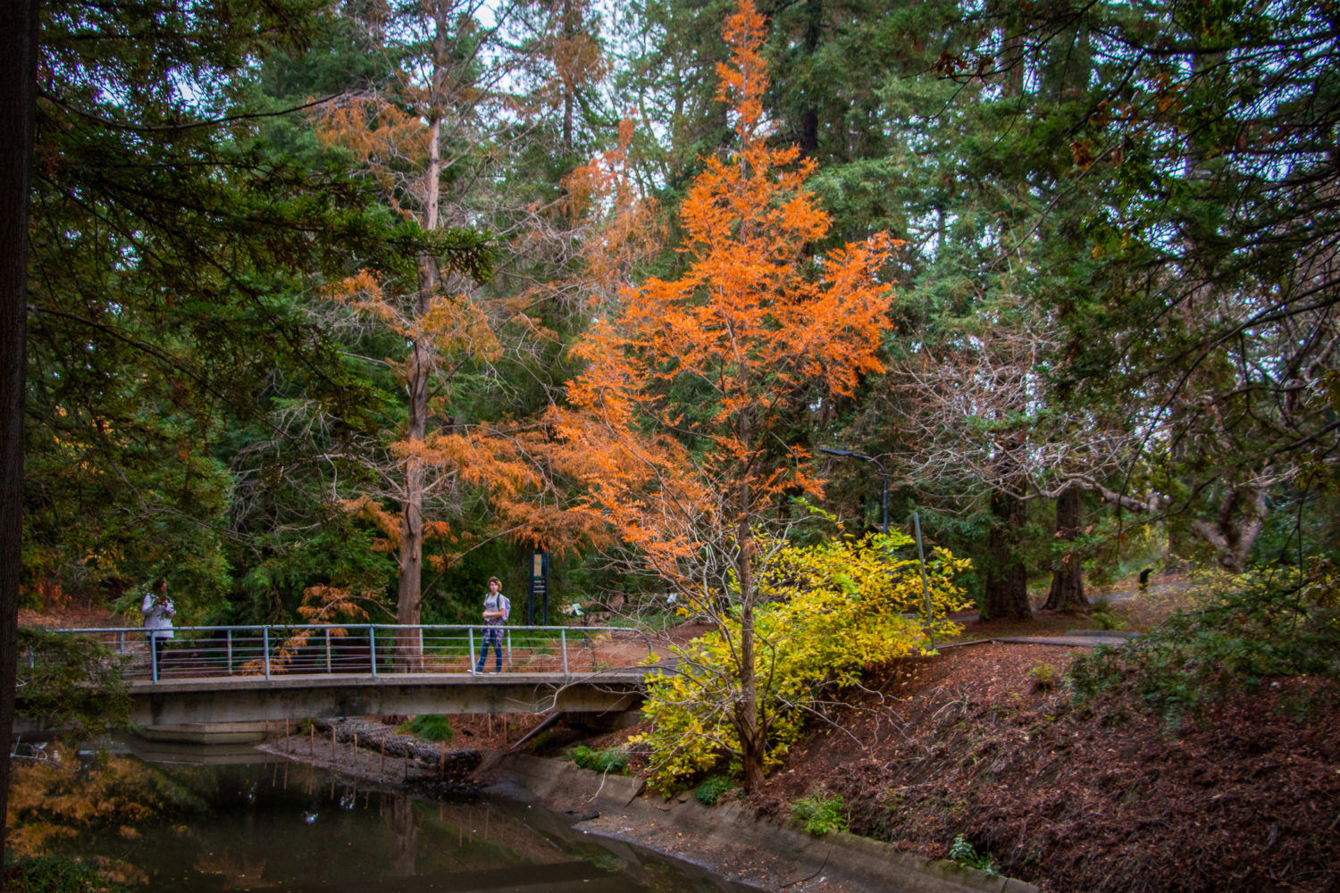 Davis Delivers – California Fall Color