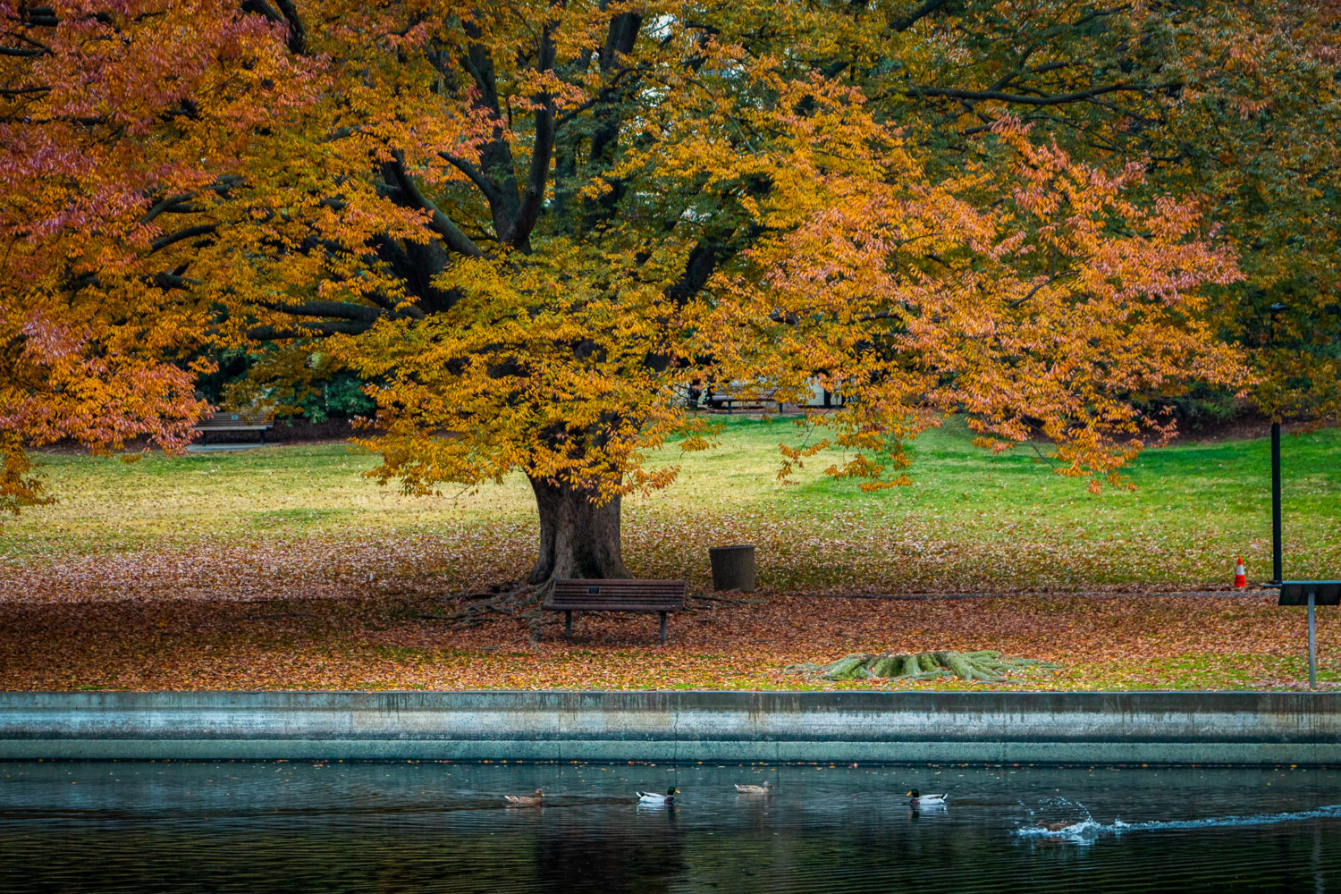 Davis Delivers – California Fall Color