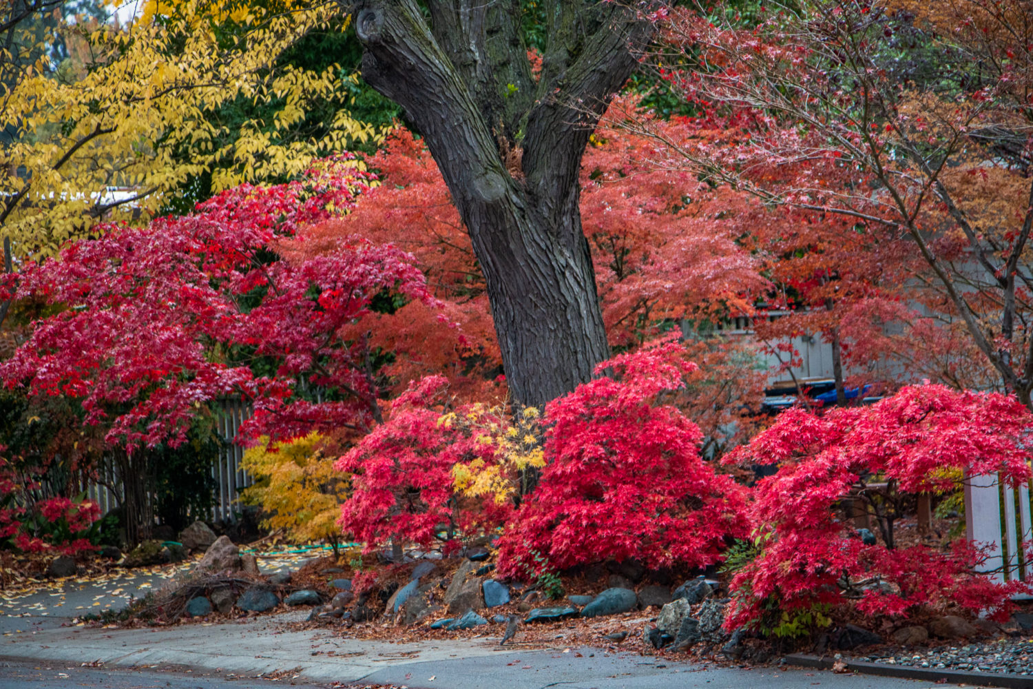 Davis Delivers – California Fall Color
