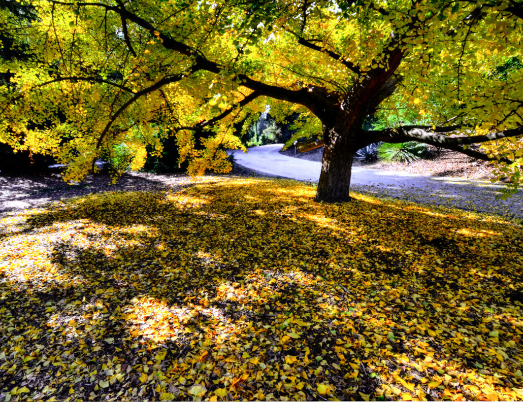 SoCal s Awesome Autumn California Fall Color