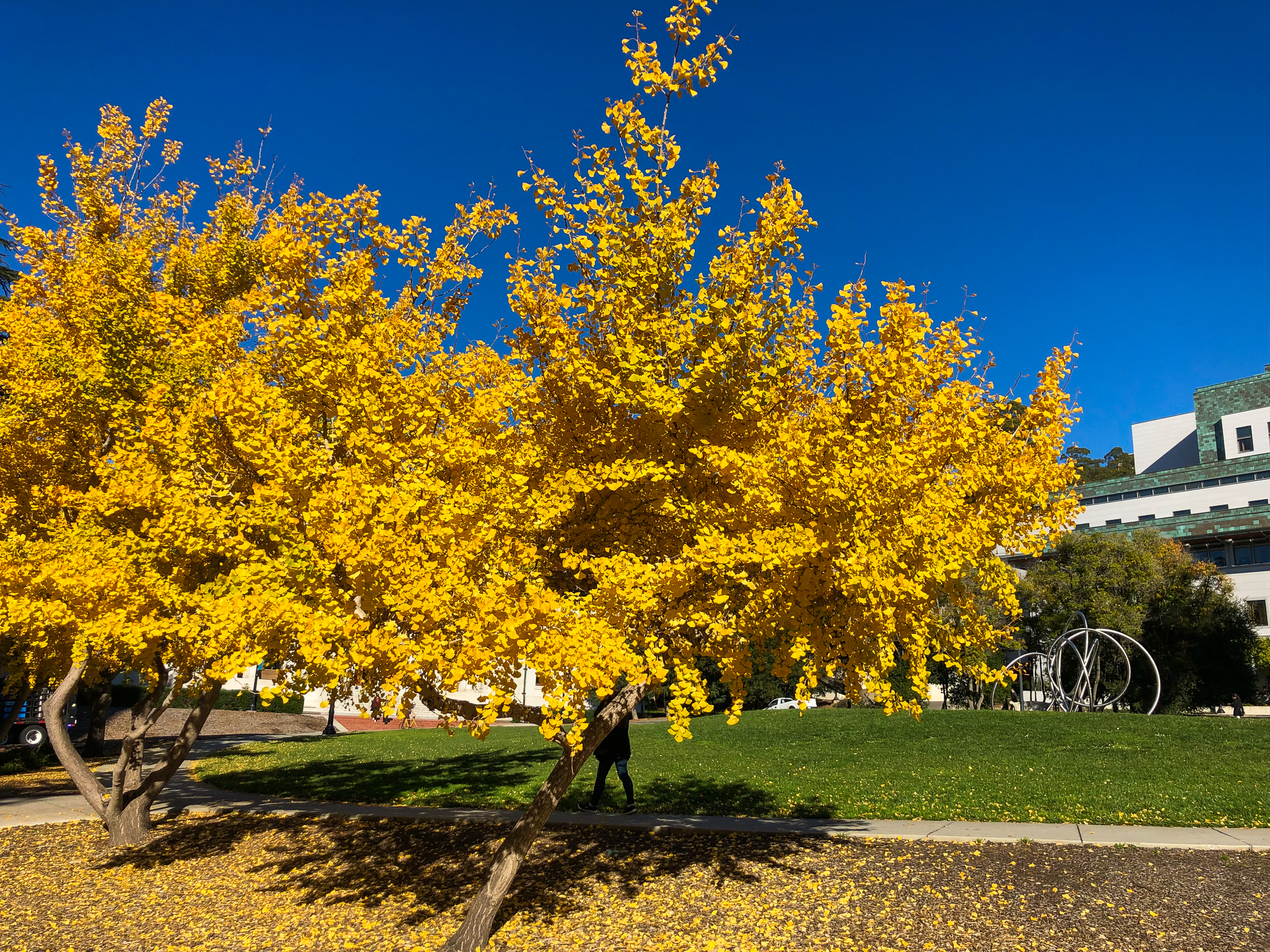 California Gold – California Fall Color