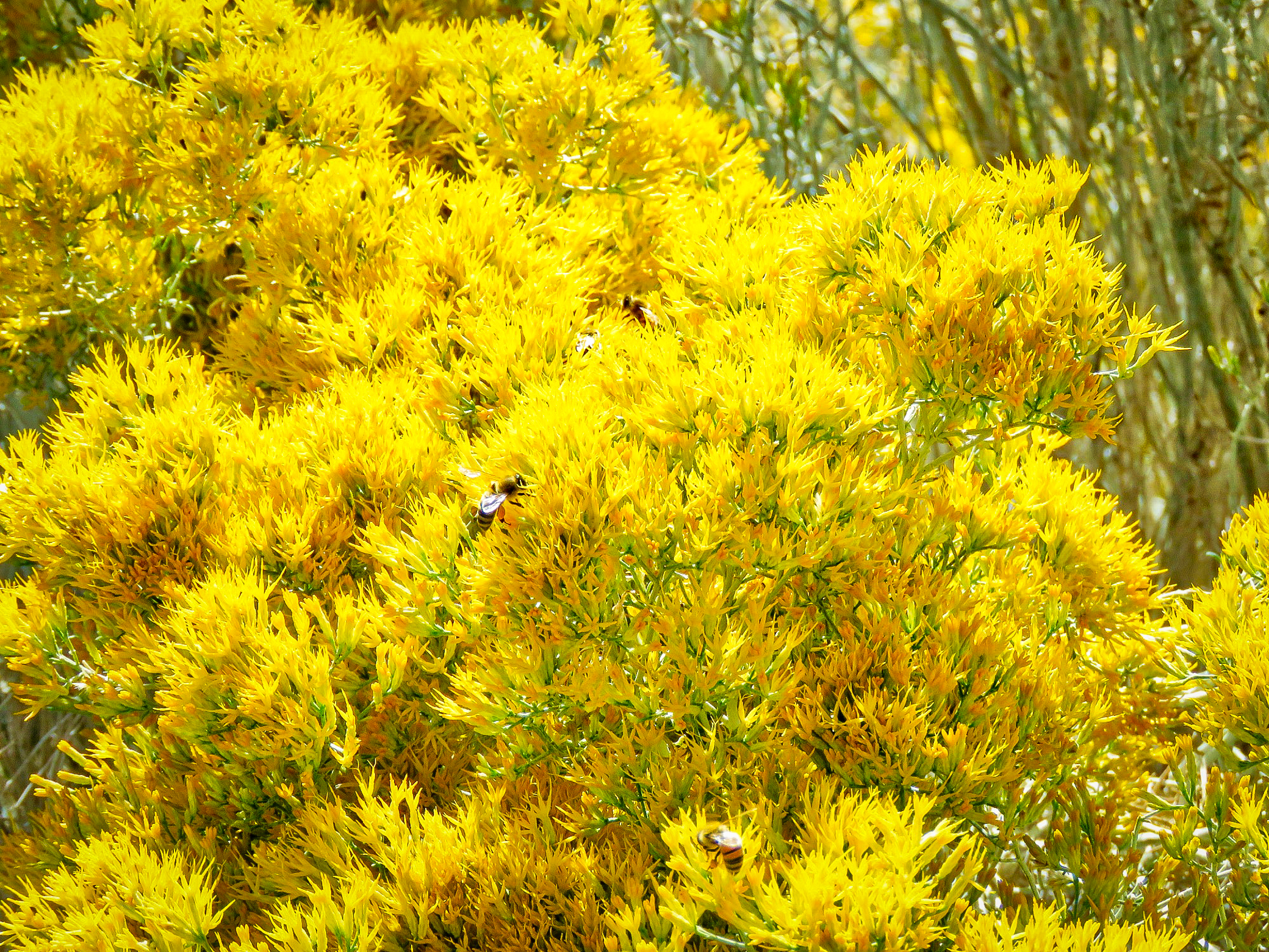 Round Valley Rabbitbrush and Other Colorful Tales – California Fall Color