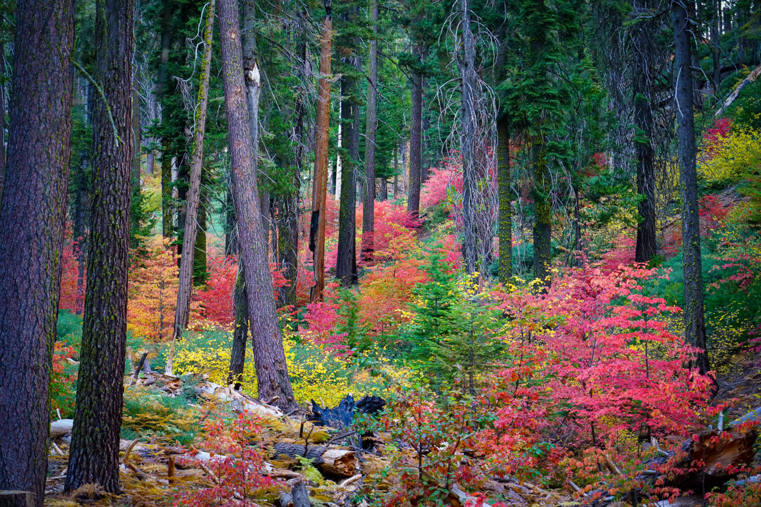 Photogenic Yosemite – California Fall Color