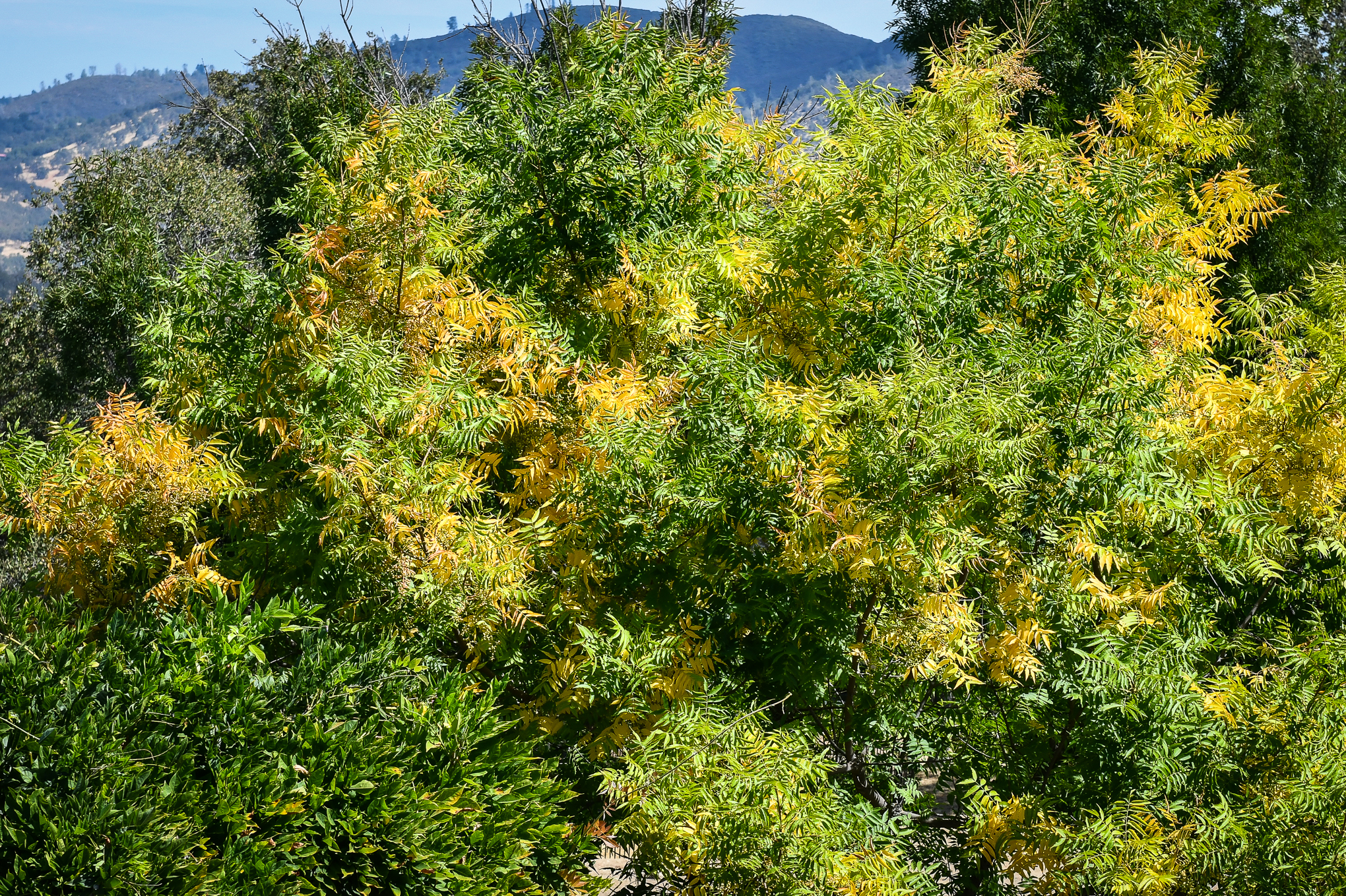 Early Signs – California Fall Color