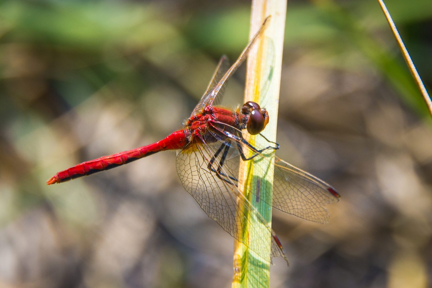 Colorful Critters – California Fall Color