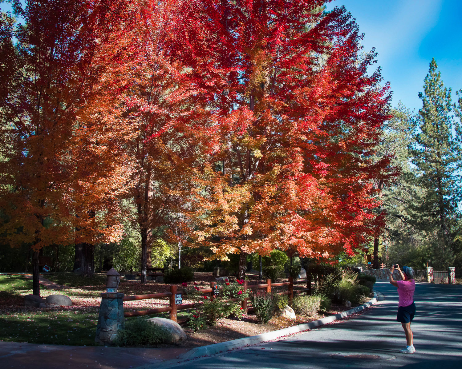 Big Bear Peaks Through – California Fall Color