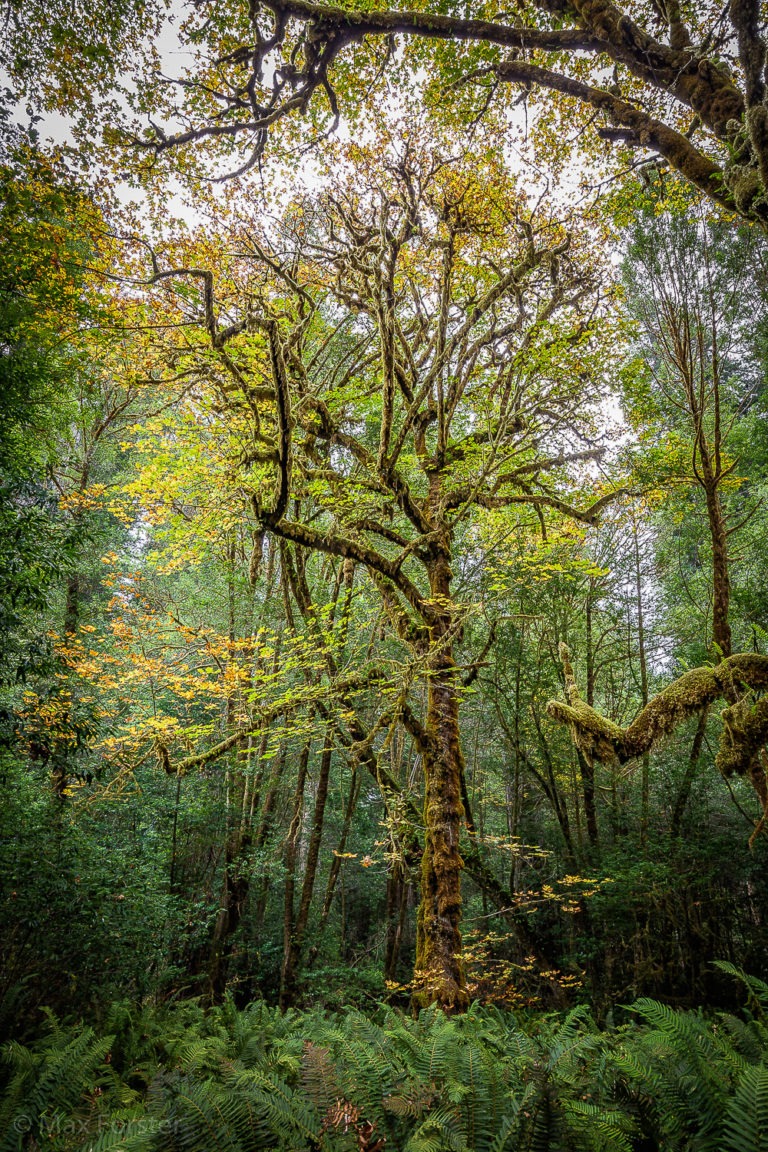 Hidden Life in a Rain Forest – California Fall Color