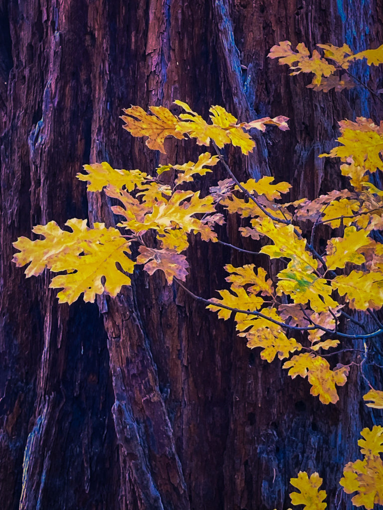 Giant Sequoia Nat’l Monument – California Fall Color