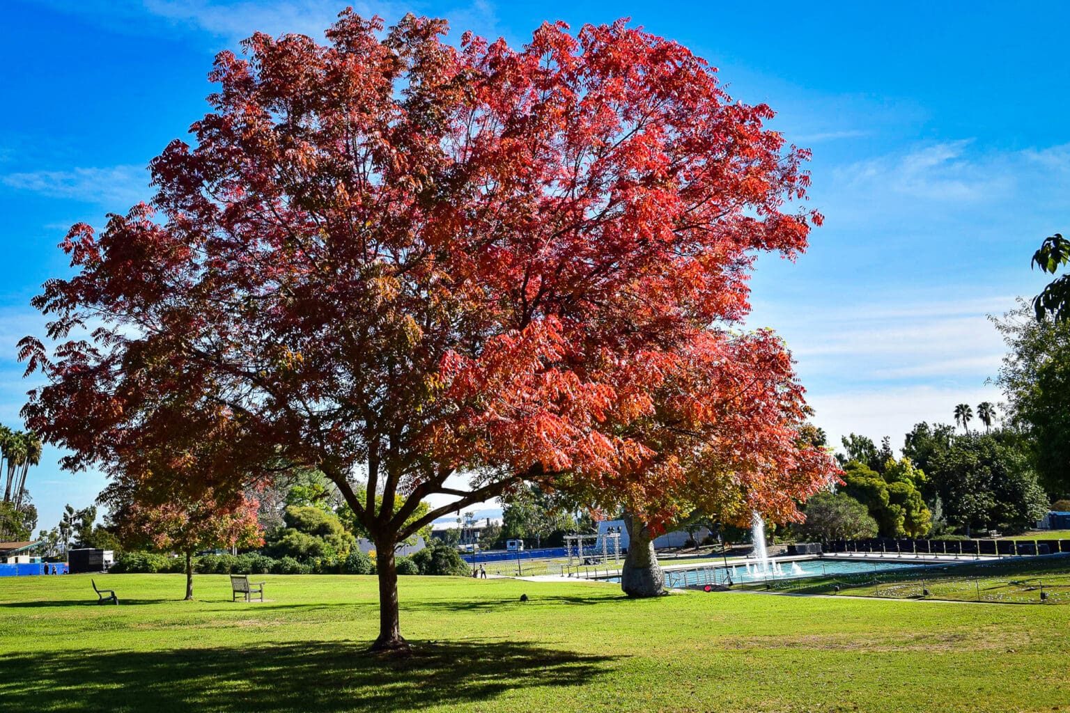 Los Angeles County – California Fall Color