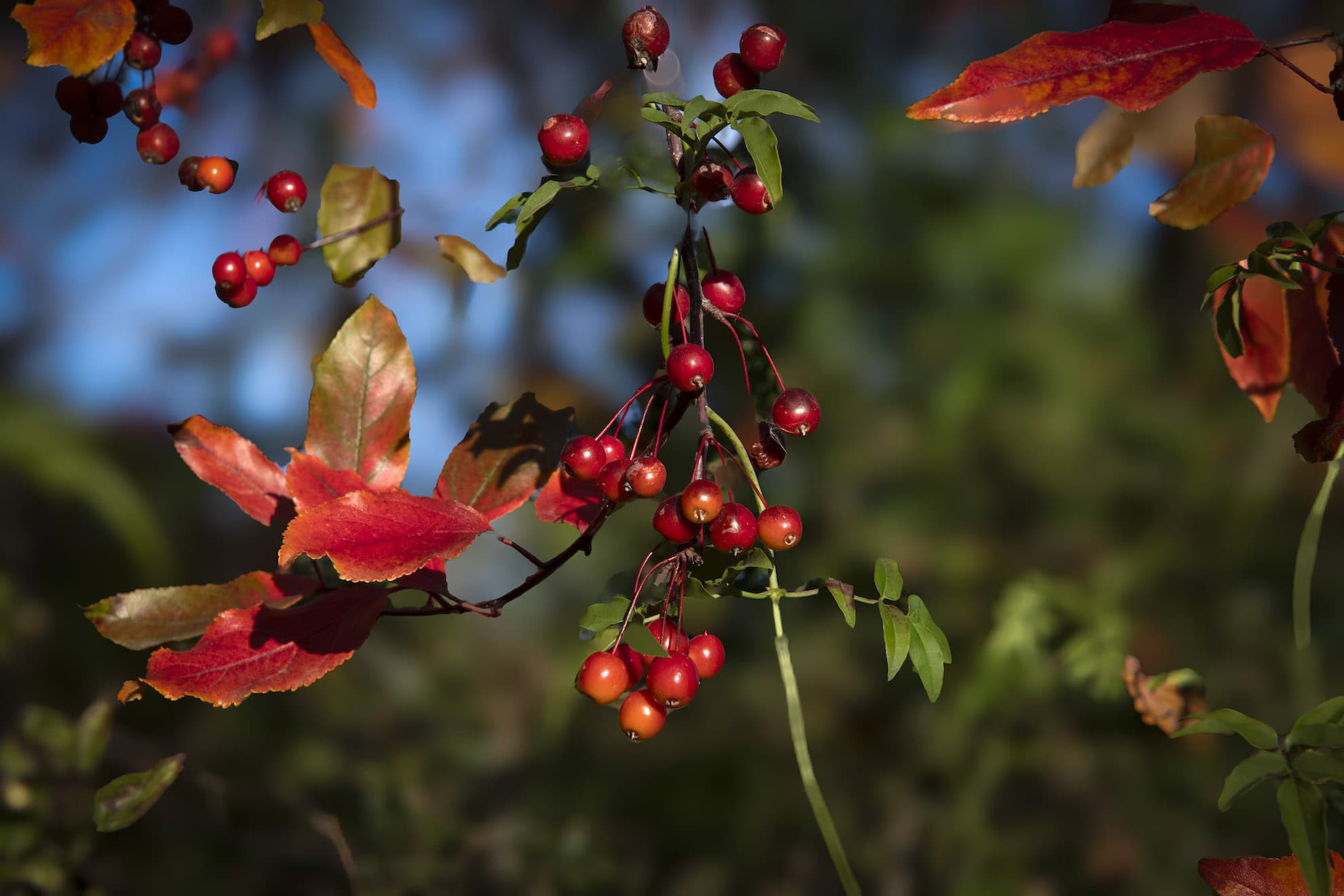 Davis Still Gorgeous – California Fall Color