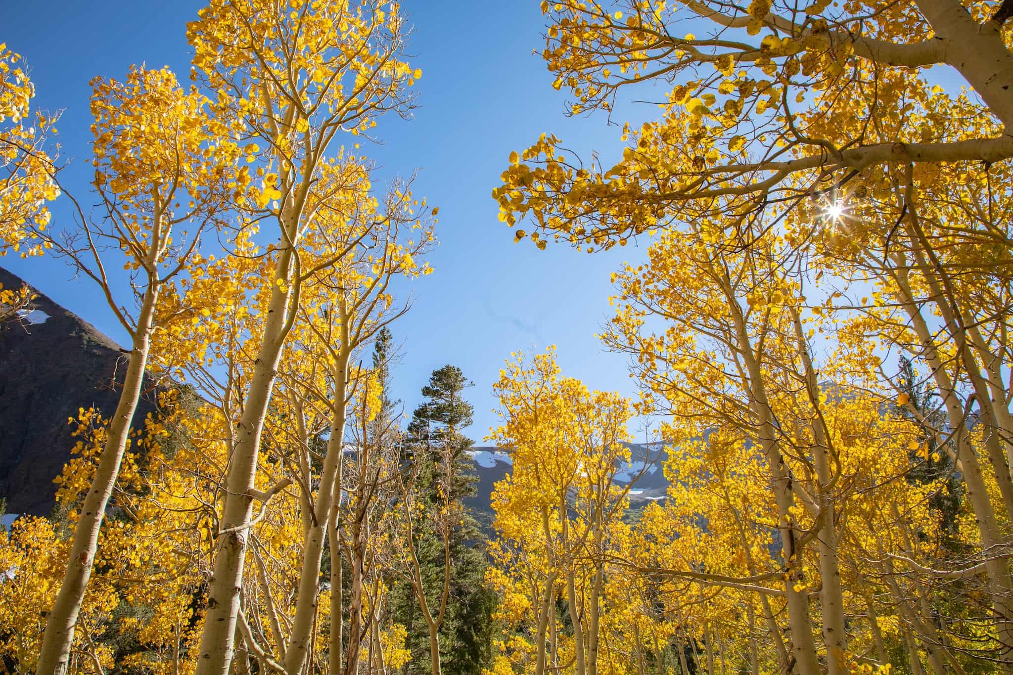 Giving Thanks and Looking Back at 2023 – California Fall Color