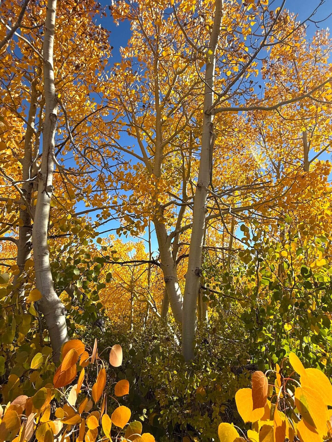 A Range of Color in Mono County: From GO NOW! to Just Getting Started ...