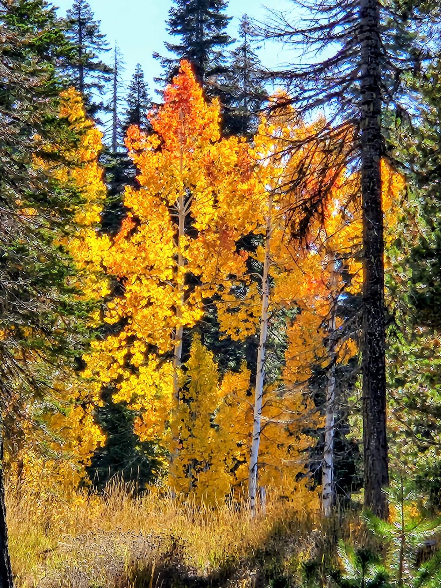 Peak in Plumas – California Fall Color