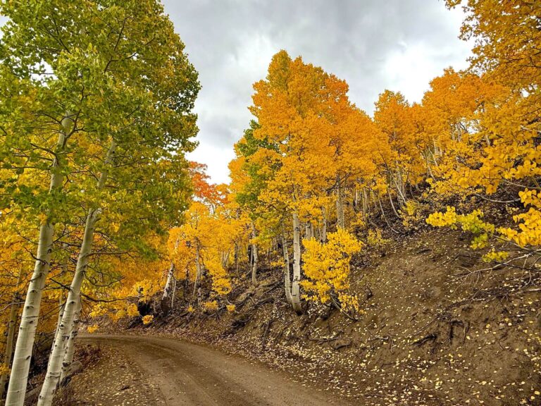 Go Now to Northern Mono County – California Fall Color