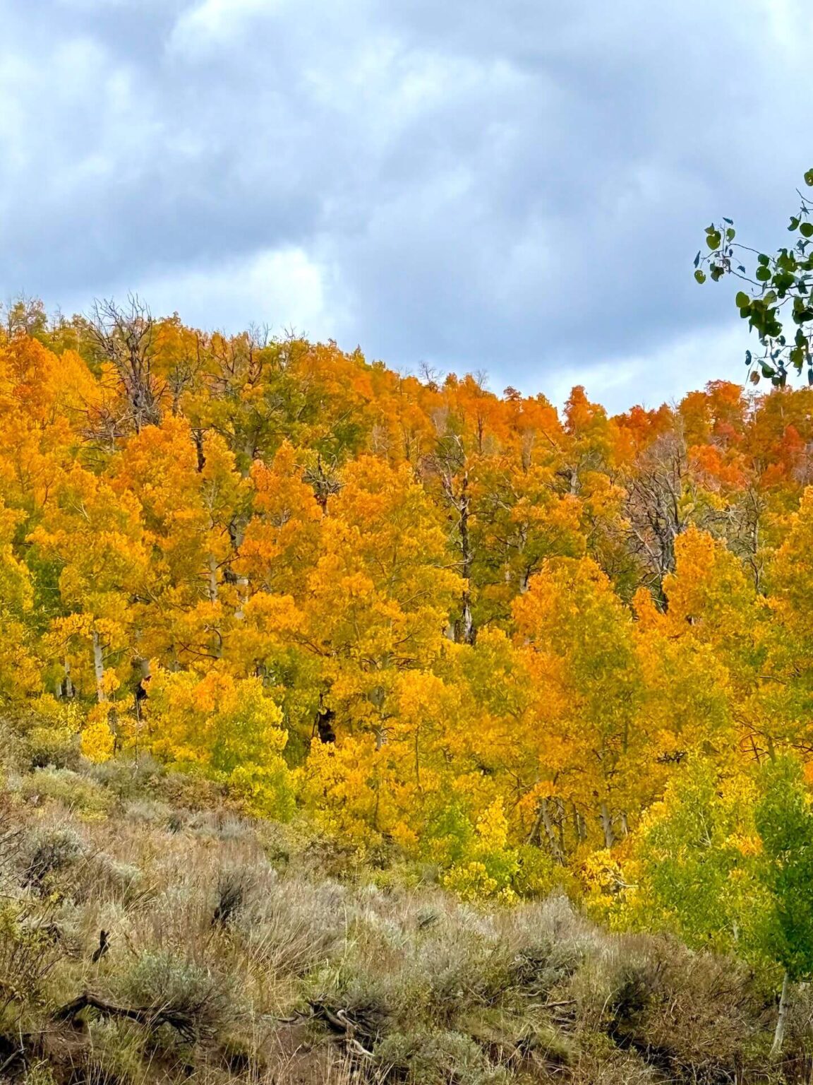 Go Now to Northern Mono County – California Fall Color