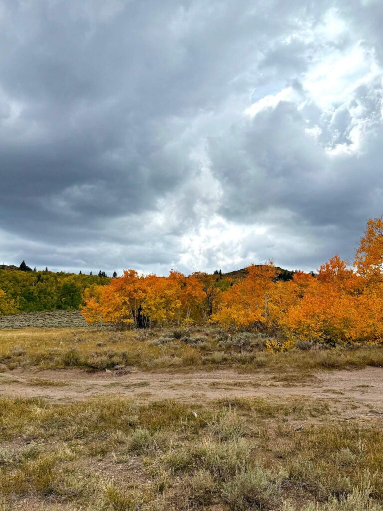 Go Now to Northern Mono County – California Fall Color
