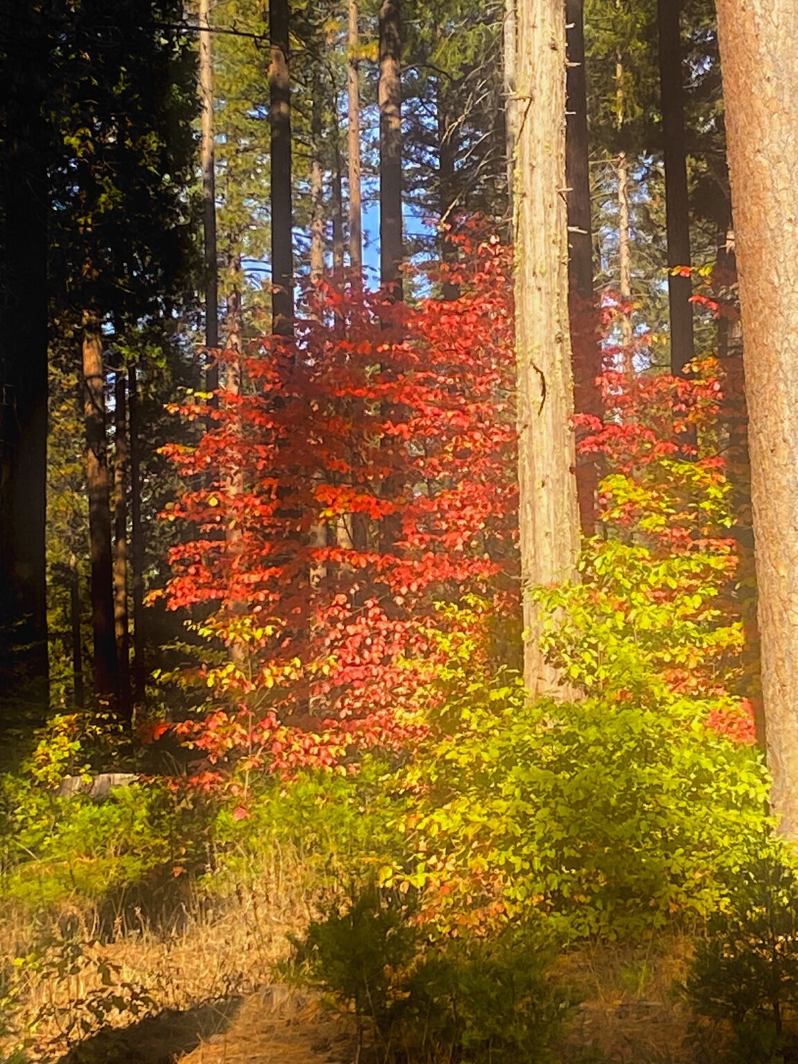 Dog Days of Fall at Sly Park – California Fall Color