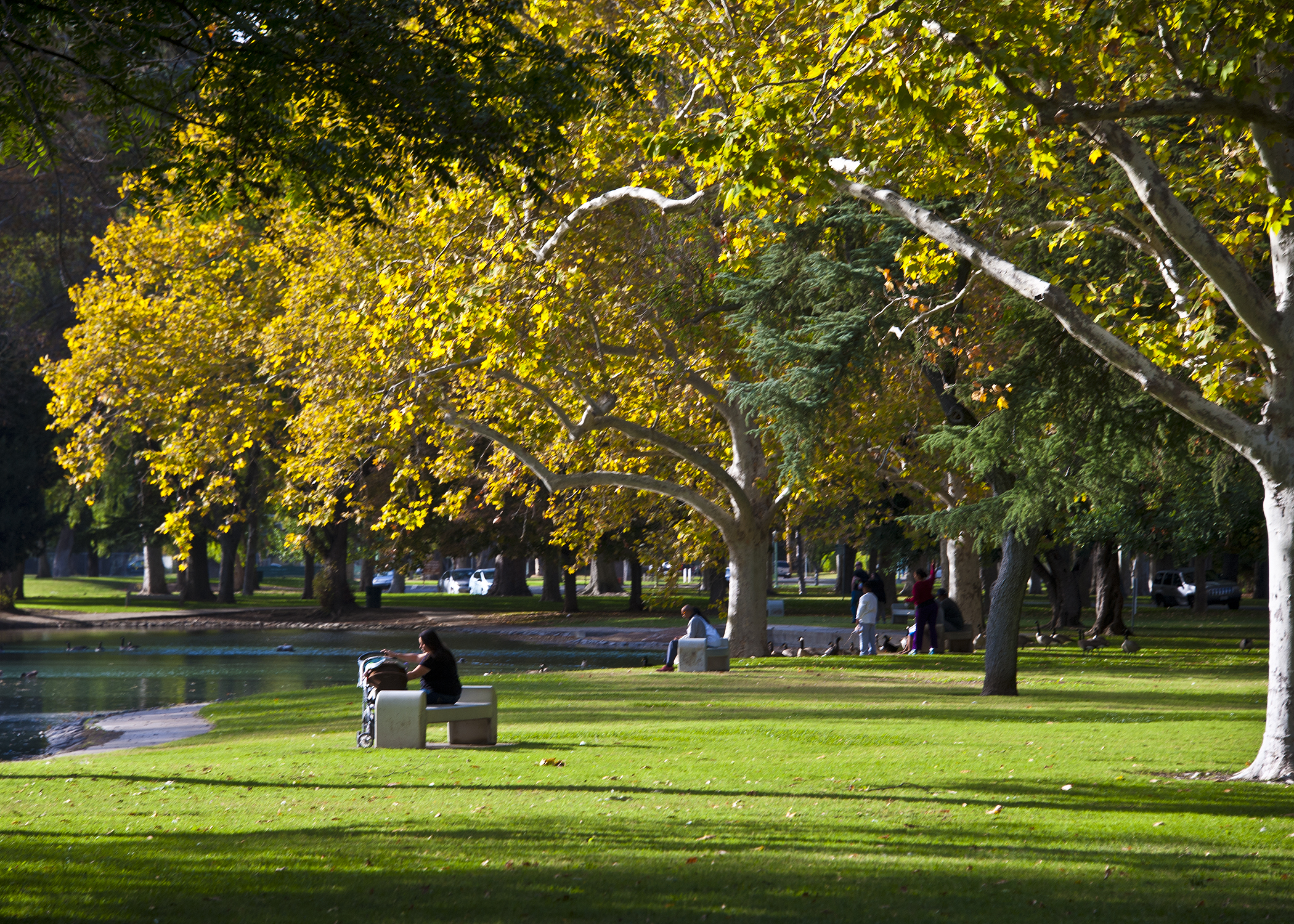 Sacramento Fall Color Comparisons: iPhone or Nikon? – California Fall Color