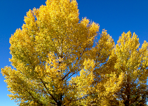 Lake Gregory and Lake Hemet Peak – California Fall Color