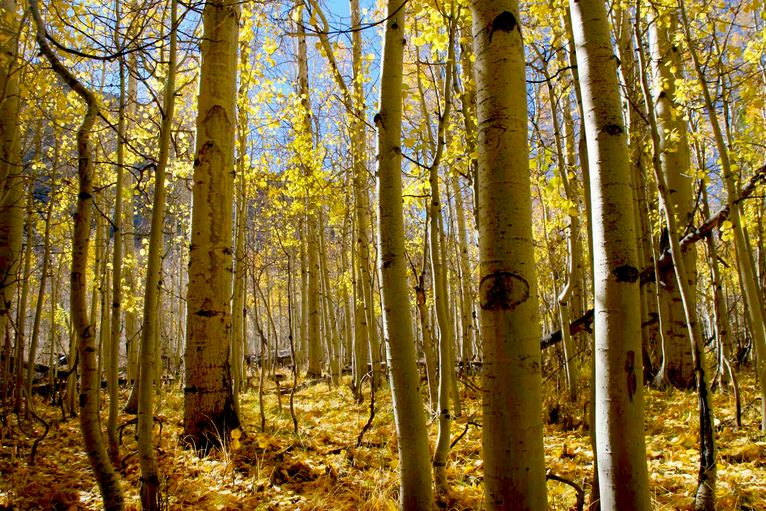 Aspen Flicker, As Autumn Wanes at Aspendell – California Fall Color