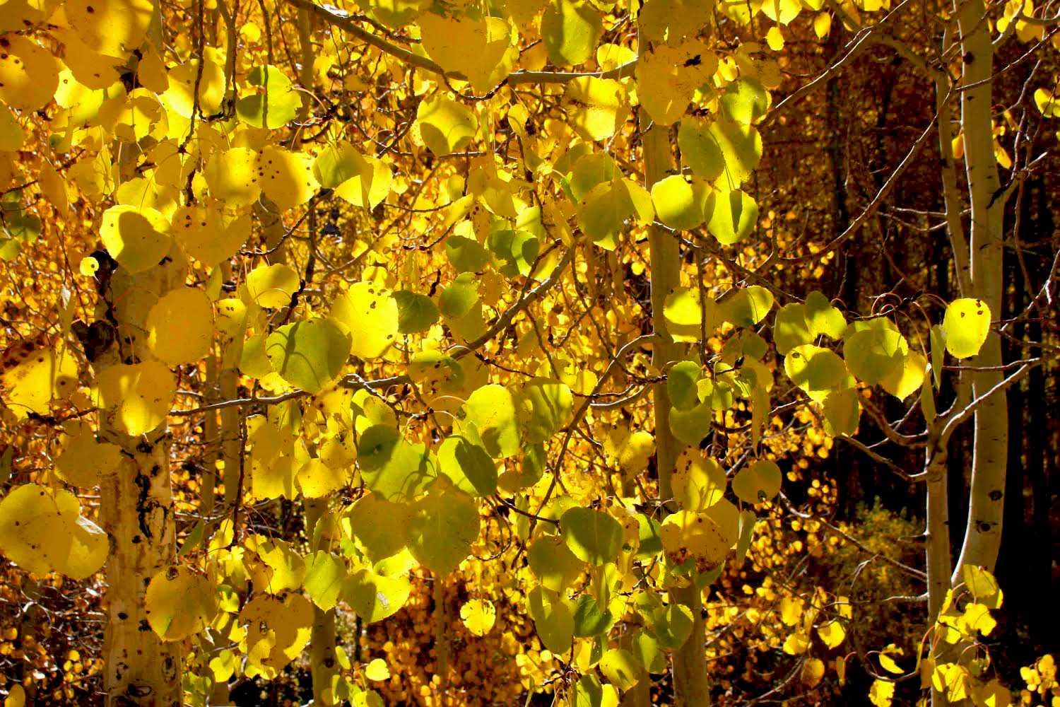 Aspen Flicker, As Autumn Wanes at Aspendell – California Fall Color